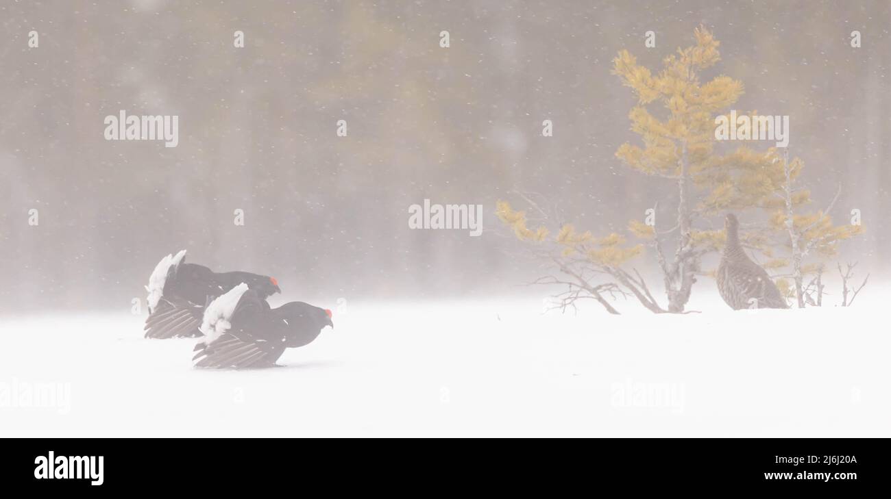 Black Grouse in snow blizzard Stock Photo - Alamy