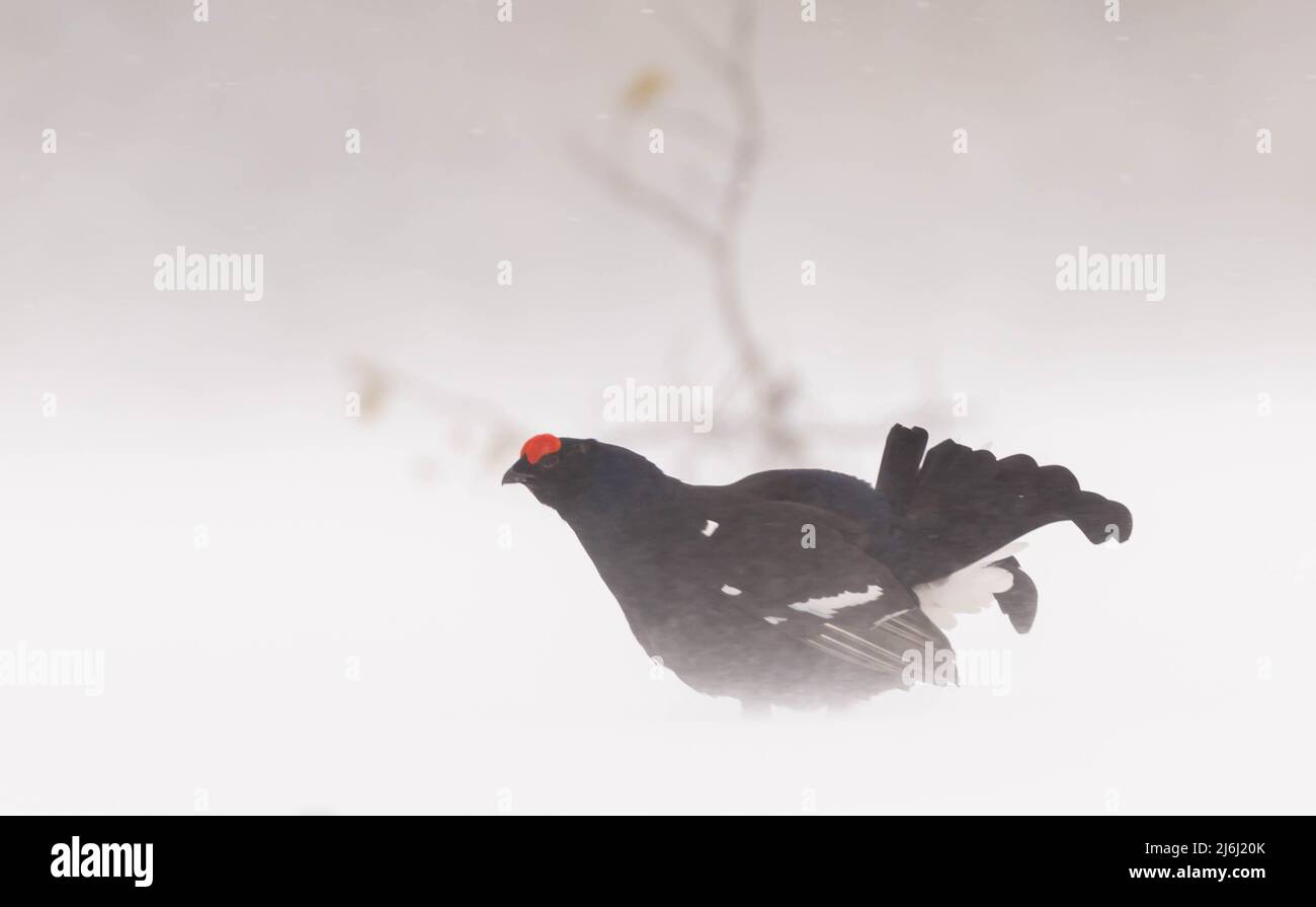 Black Grouse in snow blizzard Stock Photo - Alamy