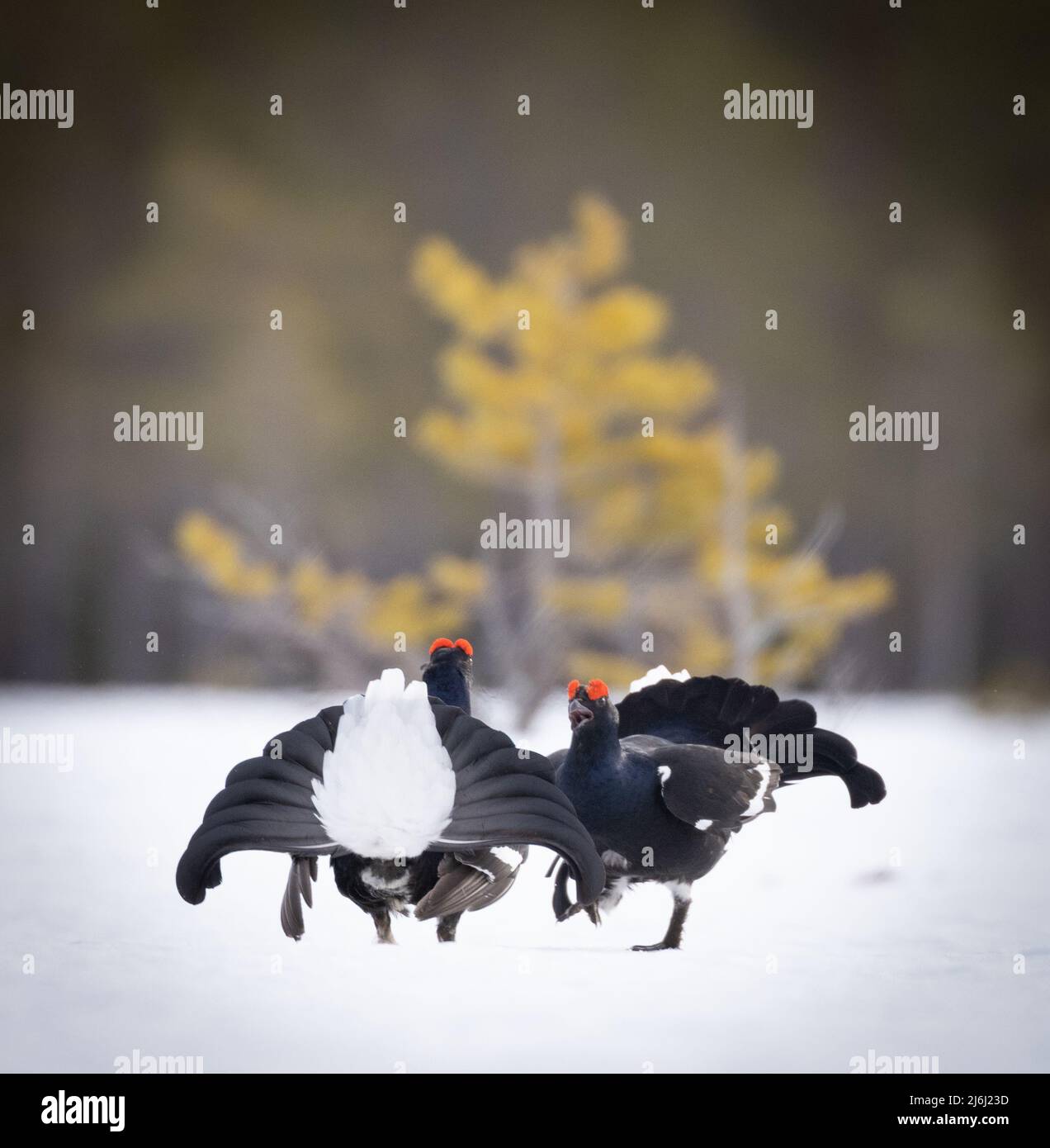 Norway birds hi-res stock photography and images - Alamy