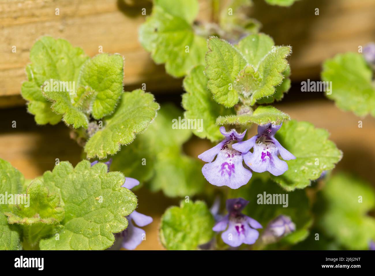 Ground Ivy - Glechoma hederacea Stock Photo - Alamy