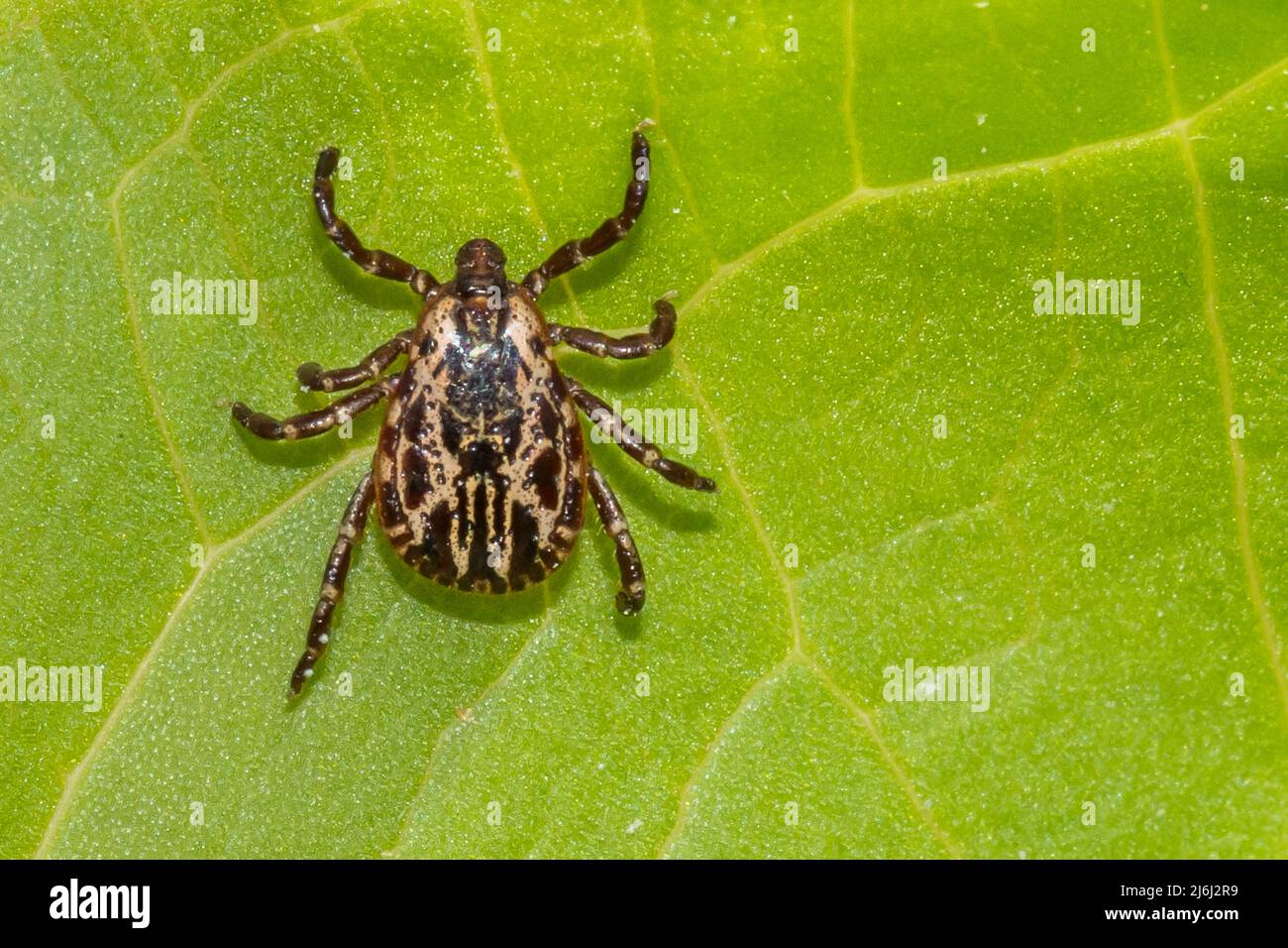 Dermacentor Variabilis Anatomy