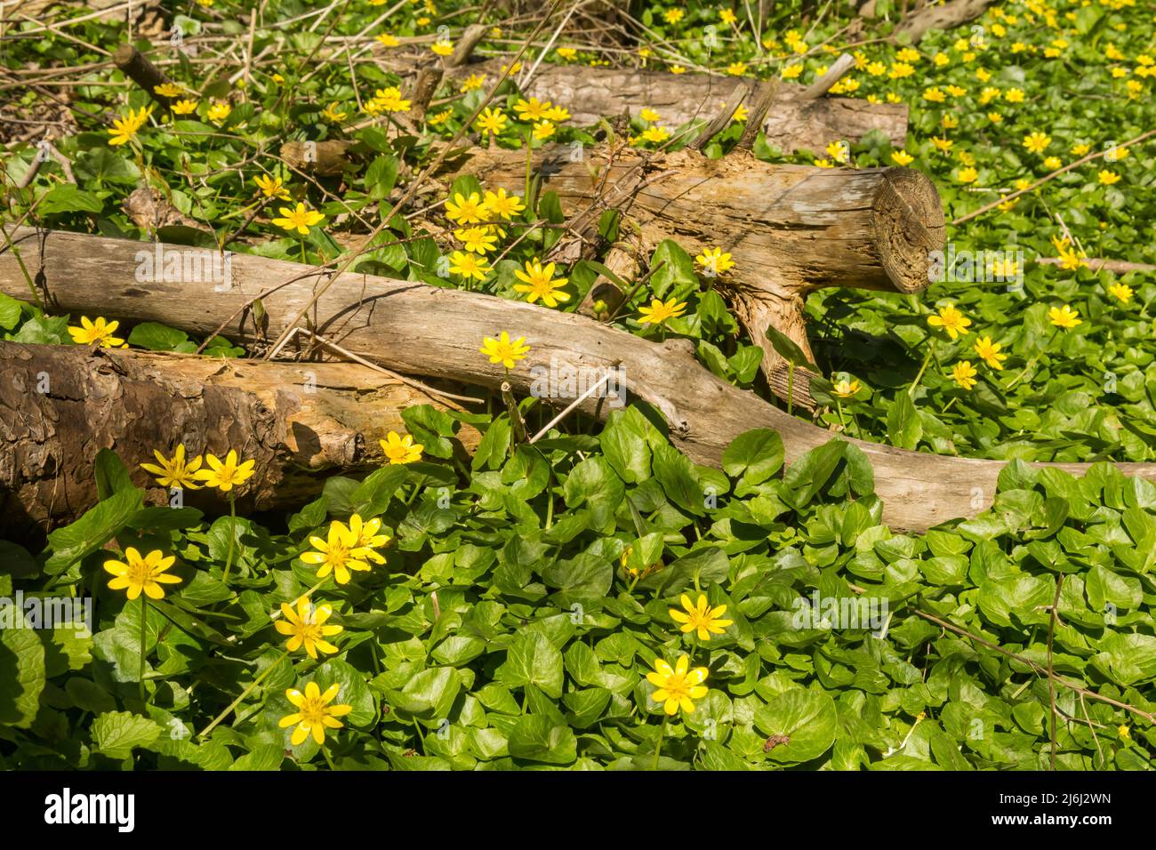 Dense Mat of Lesser Celandine outcompeting native species in a ...