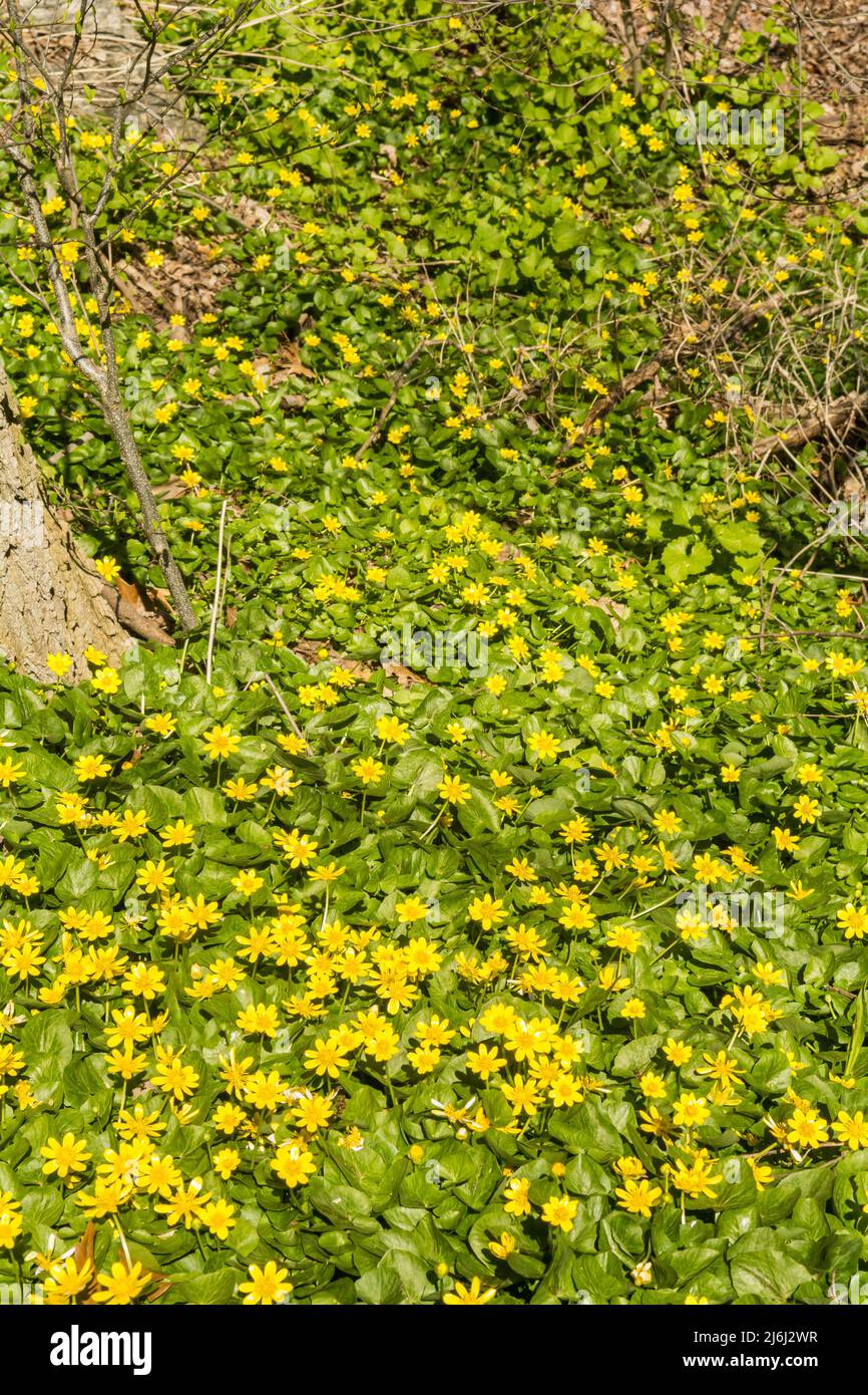 Dense Mat of Lesser Celandine outcompeting native species in a ...