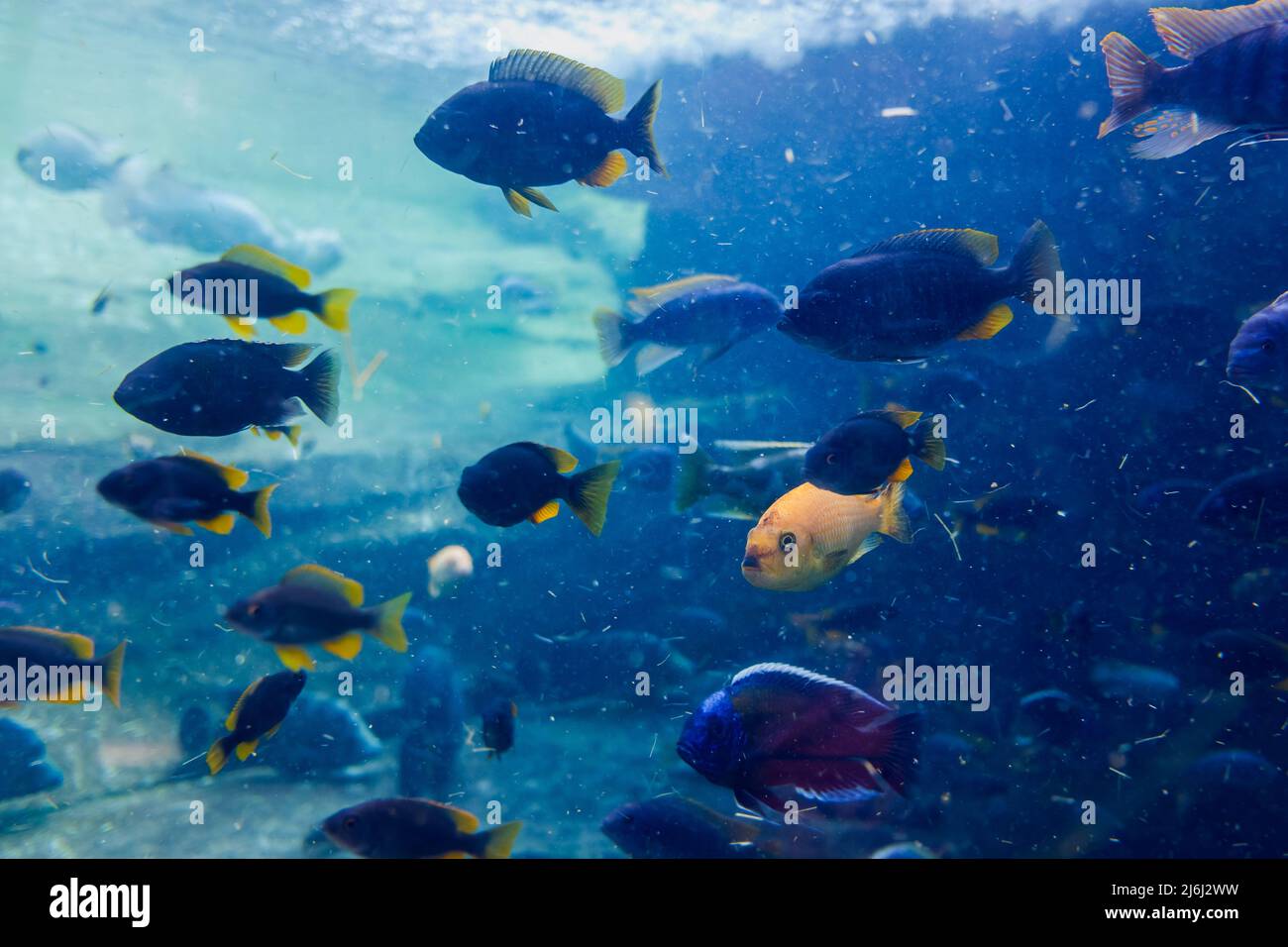 Many tropical fish swimming in hi-res stock photography and images - Alamy