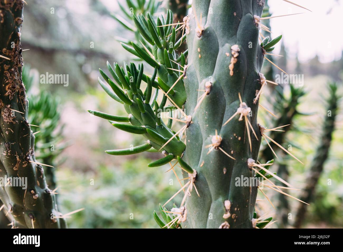 Long needles hi-res stock photography and images - Alamy