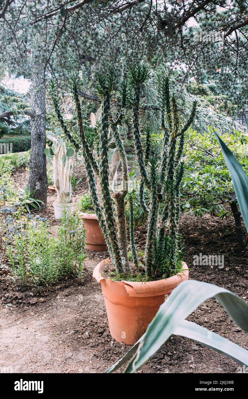 Big garden plant pots hi-res stock photography and images - Alamy