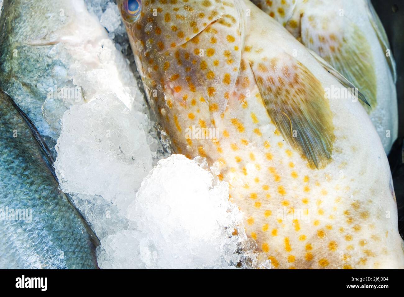 Fresh seafood seabass and grouper fish sell on ice omega food Stock ...
