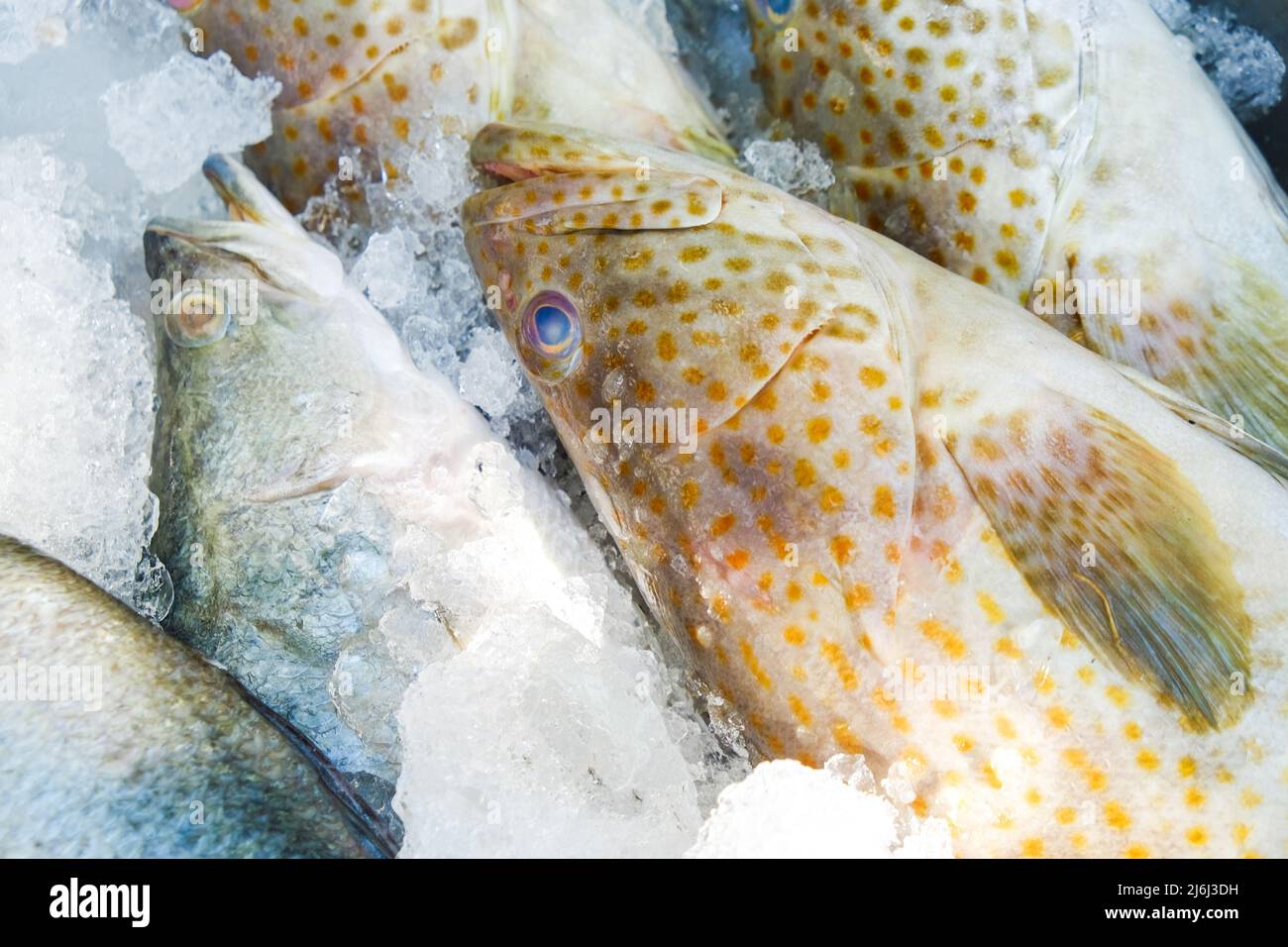 Fresh seafood seabass and grouper fish sell on ice omega food Stock ...