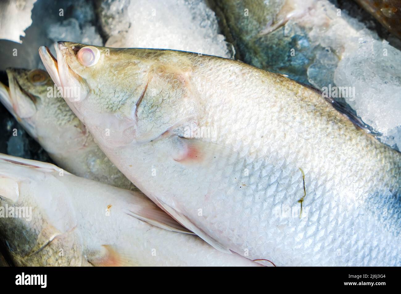 Fresh seafood seabass and grouper fish sell on ice omega food Stock ...