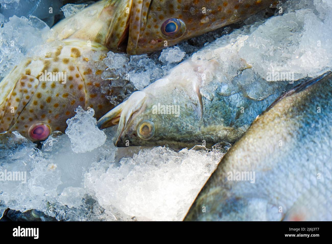 Fresh seafood seabass and grouper fish sell on ice omega food Stock ...