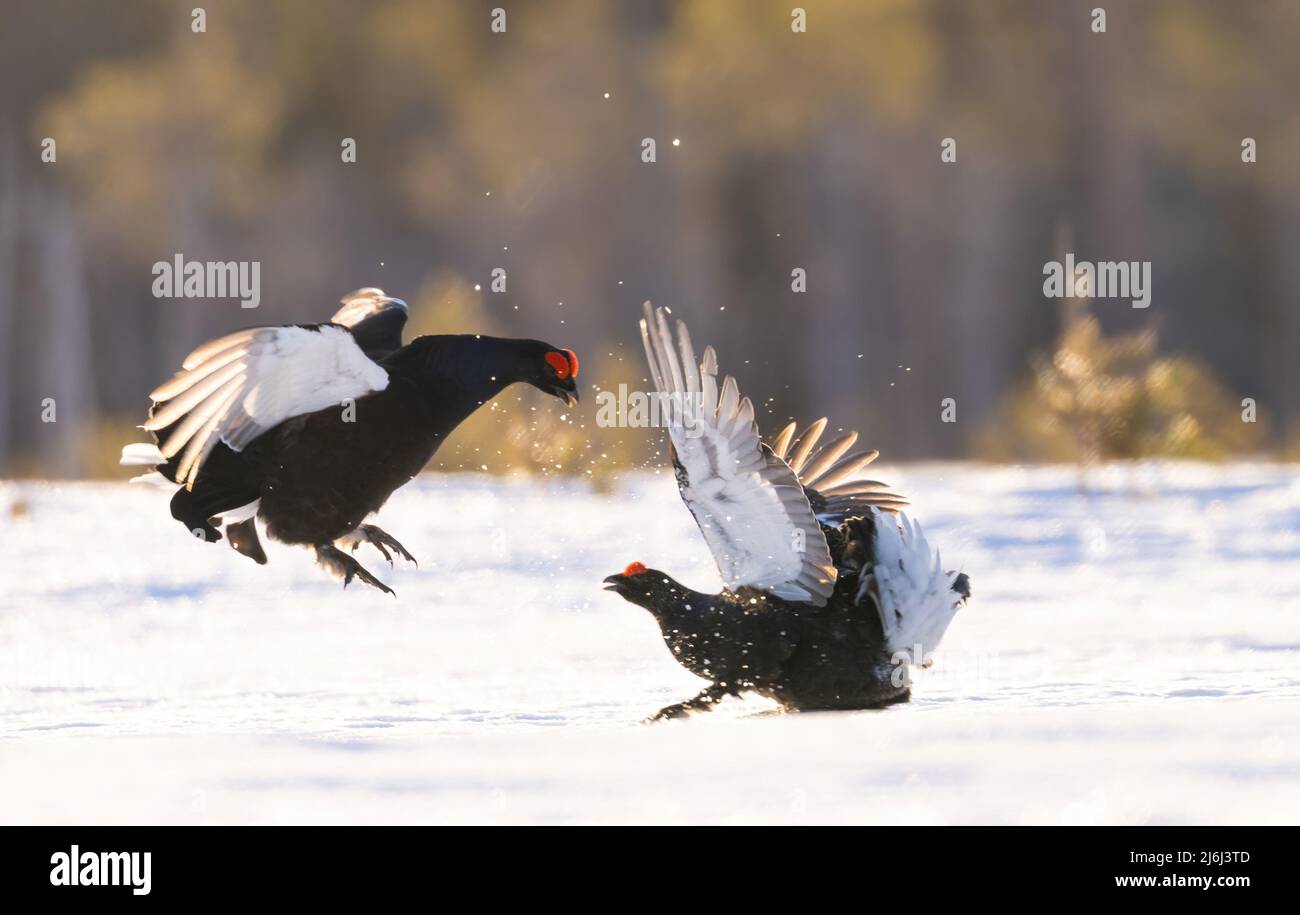 Mating season black grouse hi-res stock photography and images - Alamy