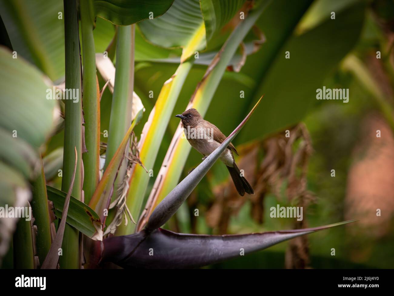 Birds of Marrakesh and Morocco Stock Photo - Alamy