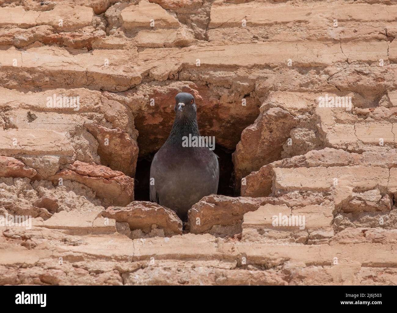 Birds of Marrakesh and Morocco Stock Photo - Alamy