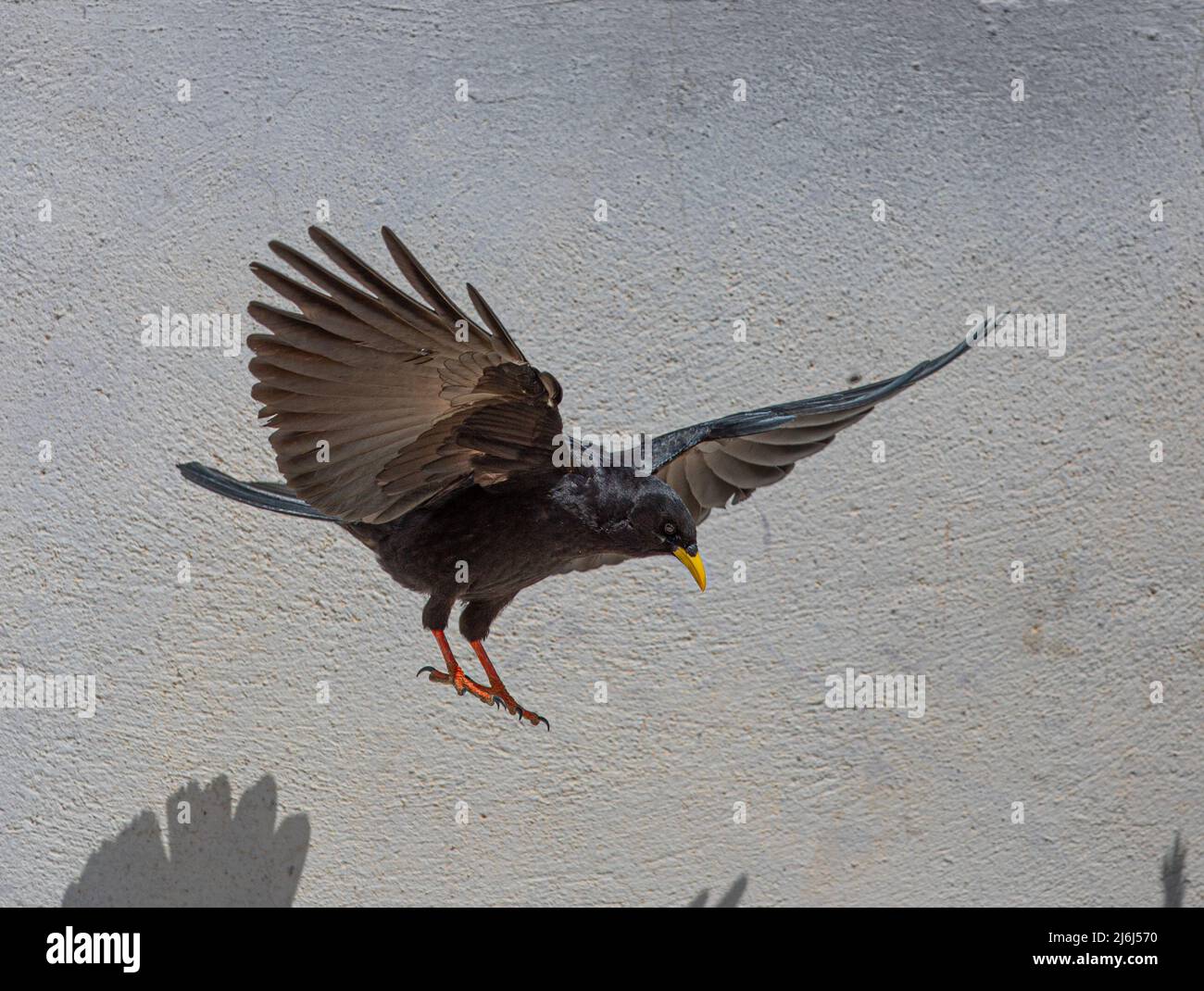 Birds of Marrakesh and Morocco Stock Photo - Alamy