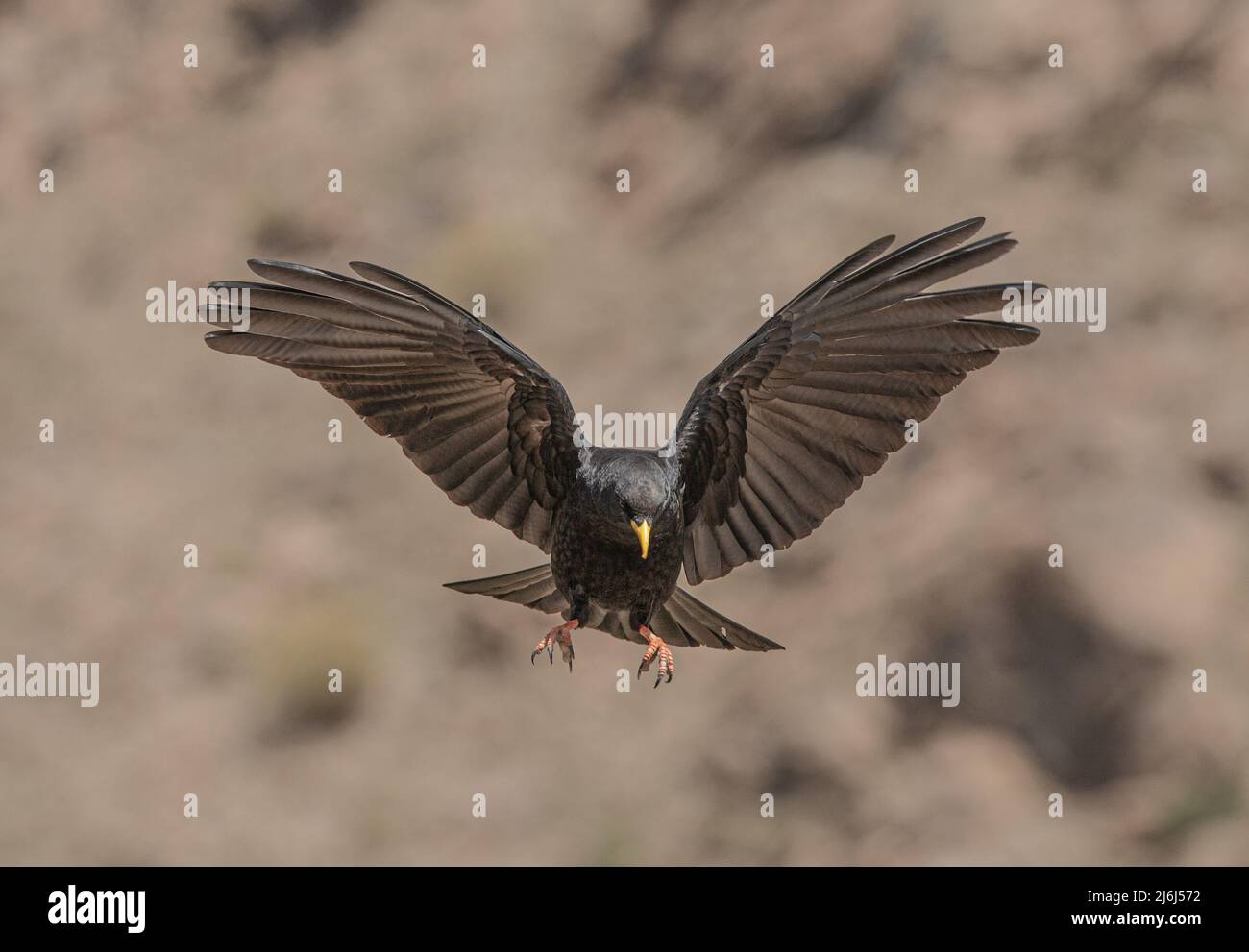 Birds of morocco hi-res stock photography and images - Alamy