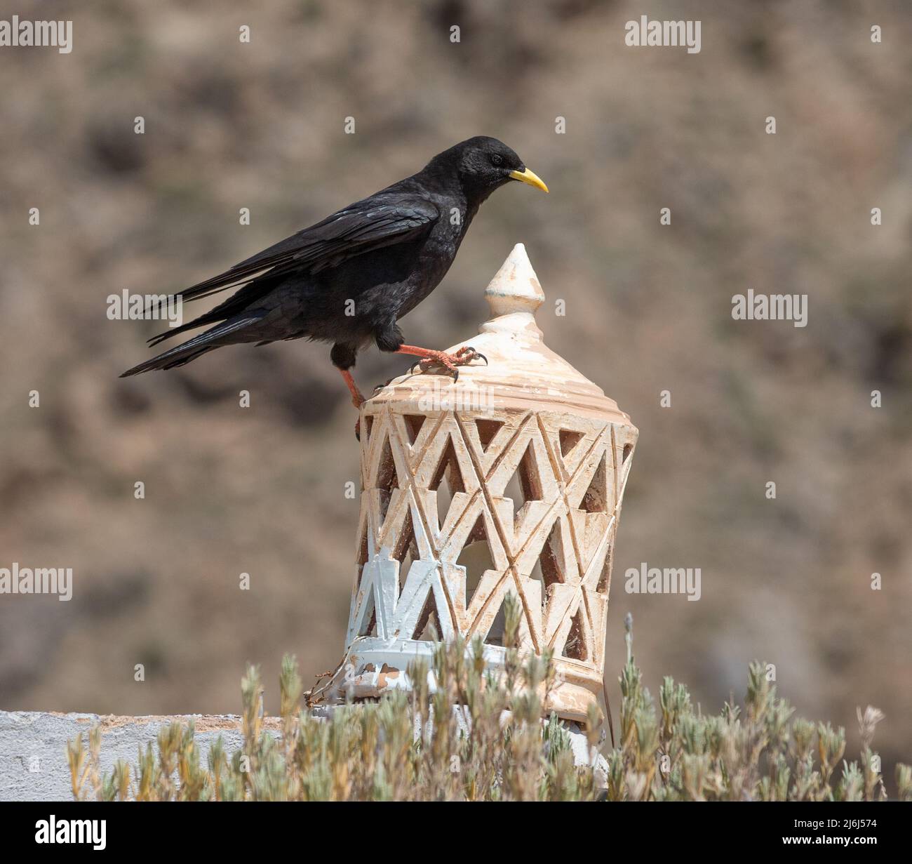 Birds of Marrakesh and Morocco Stock Photo - Alamy