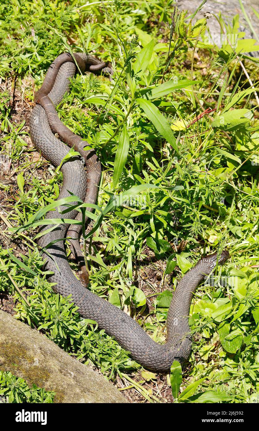 2 garden snakes hi-res stock photography and images - Alamy