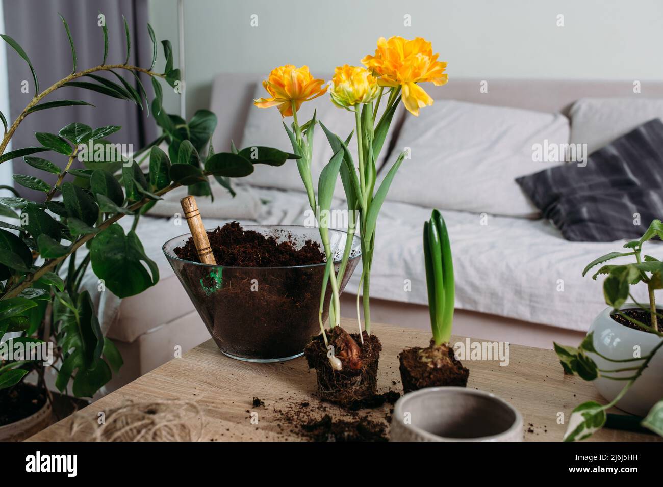 The concept of spring transplanting indoor plants at home Stock Photo ...