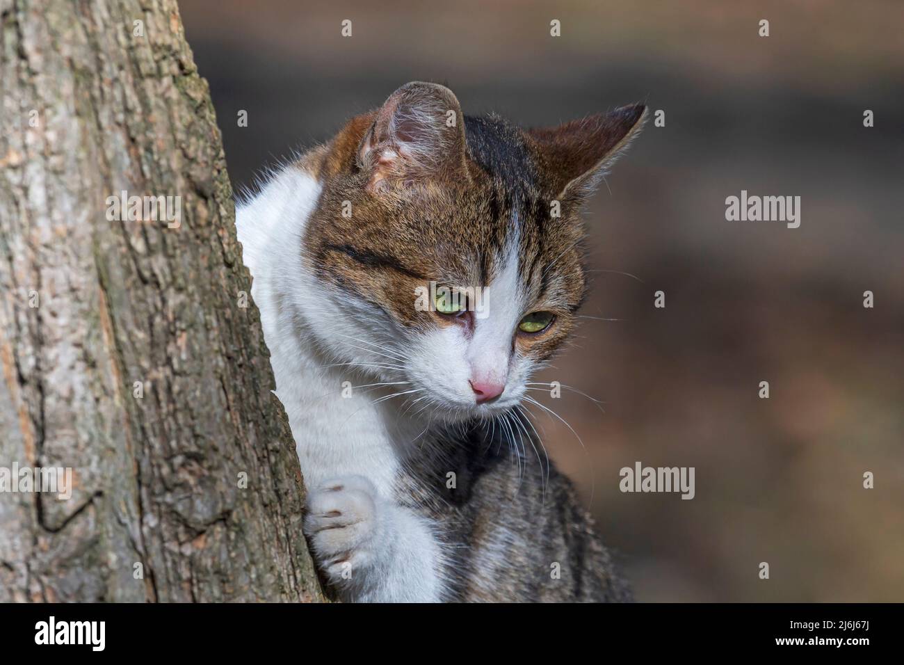 Cat hanging on tree hi-res stock photography and images - Alamy