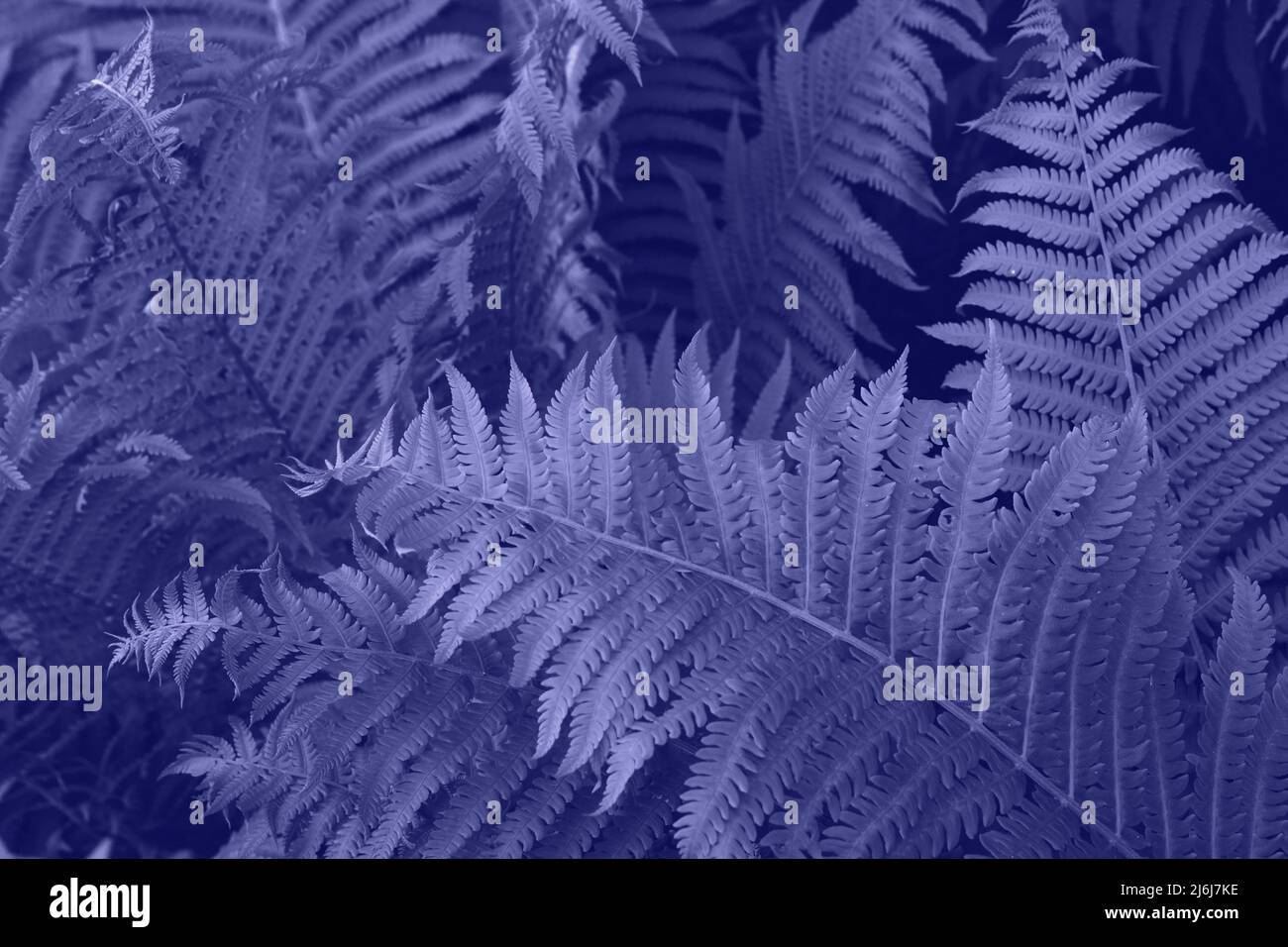 Very Peri beautiful view of fern plant in monochrome color. Forest very ...