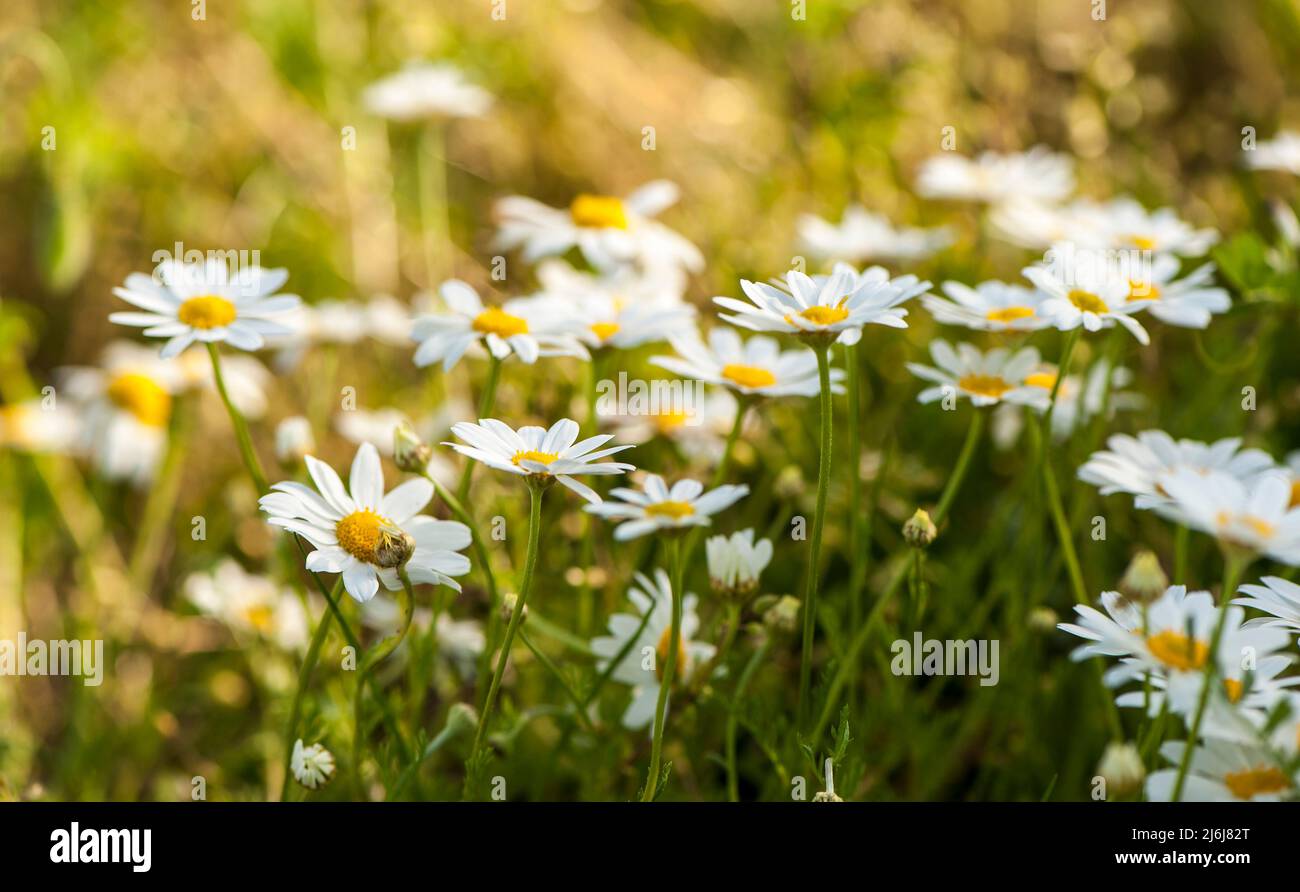 Spring daisy season field grass hi-res stock photography and images - Alamy