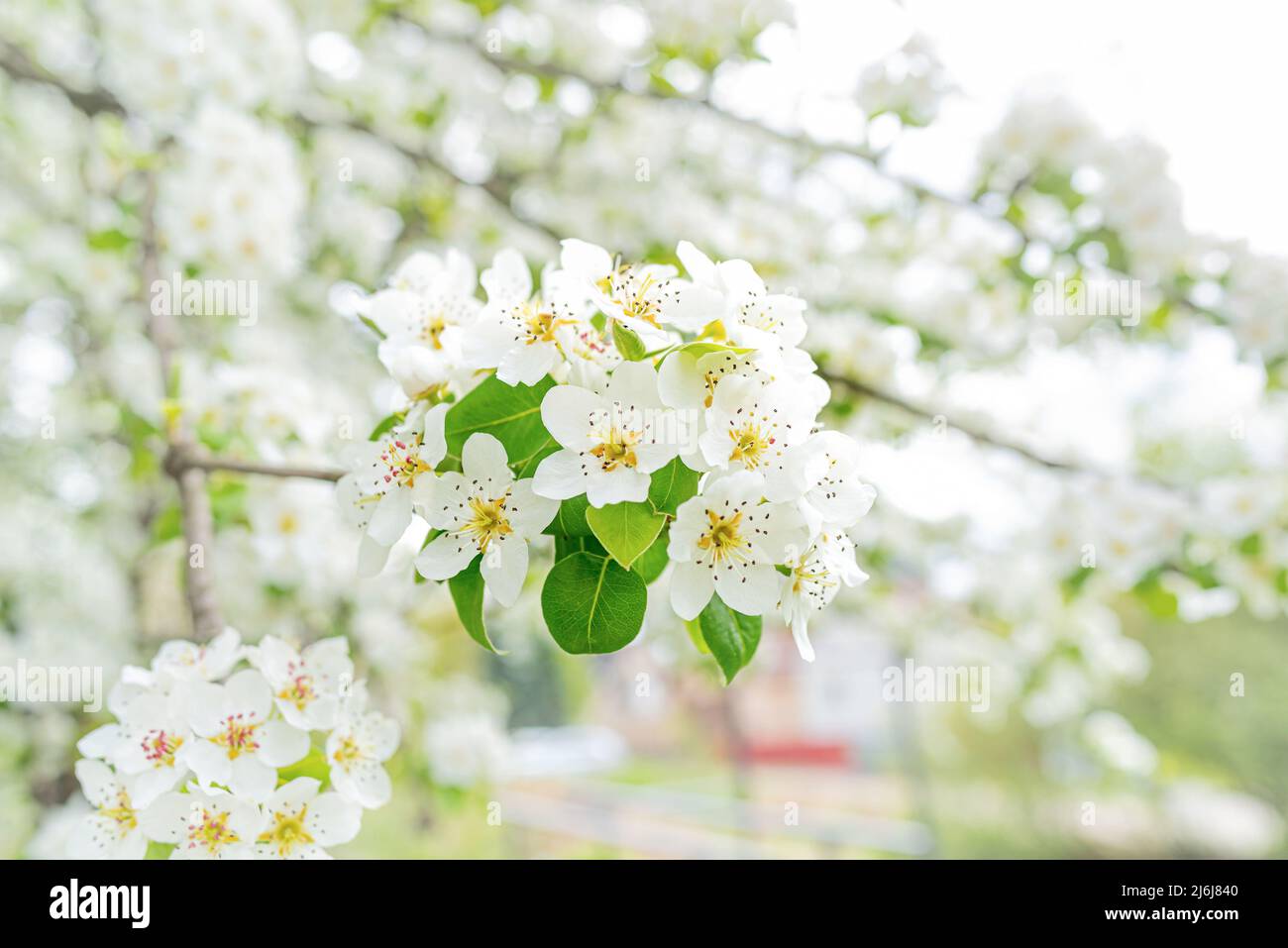 Beautiful flowers on tree nature hi-res stock photography and images ...