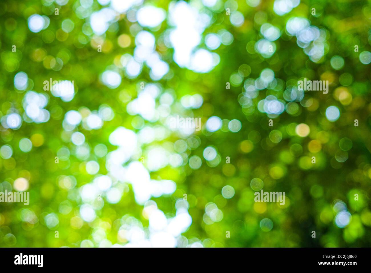 Abstract blurred green tree leaf with bokeh nature background Stock Photo - Alamy