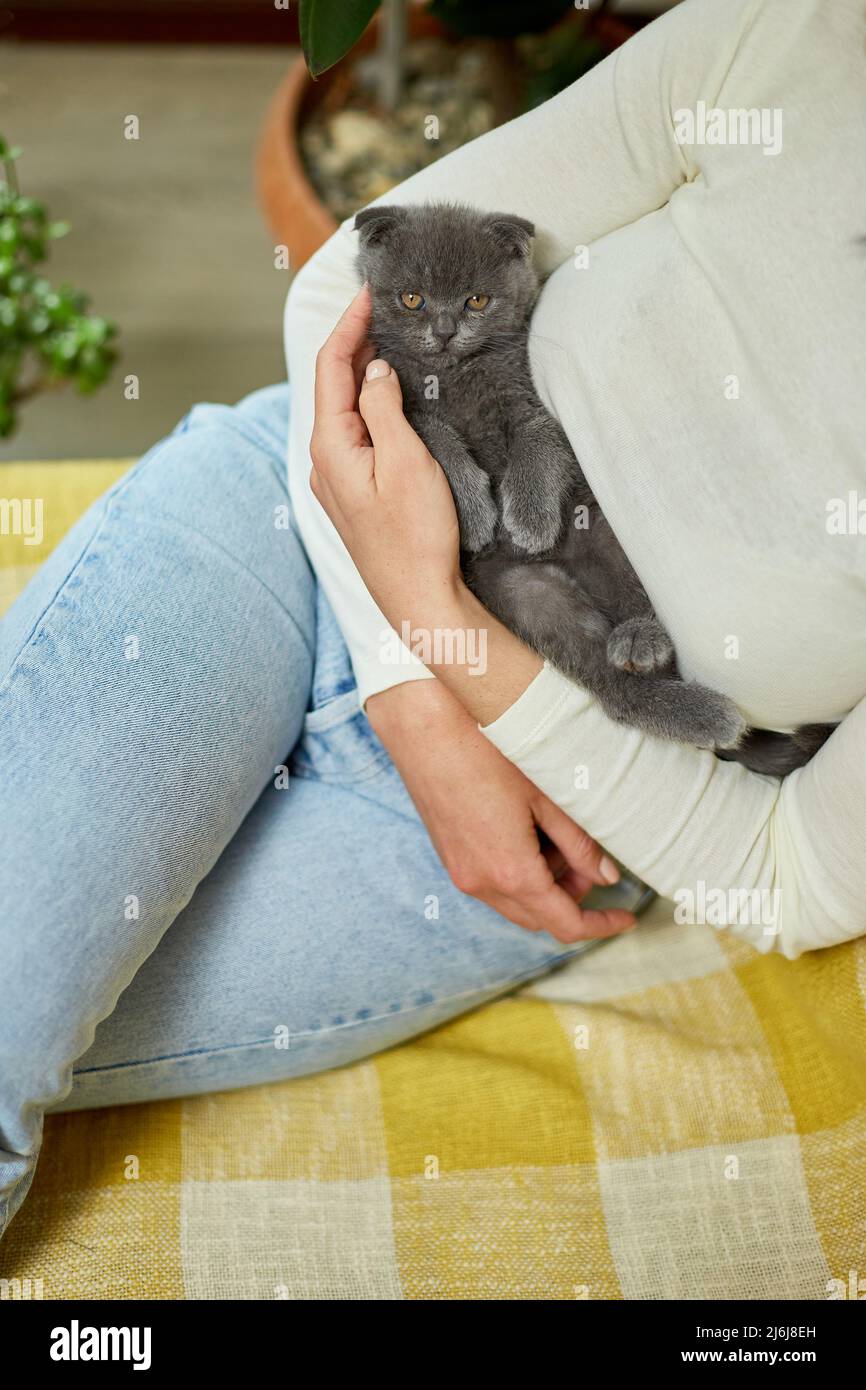 Woman sitting and hold in hand cute gray kitten, female hugging her ...