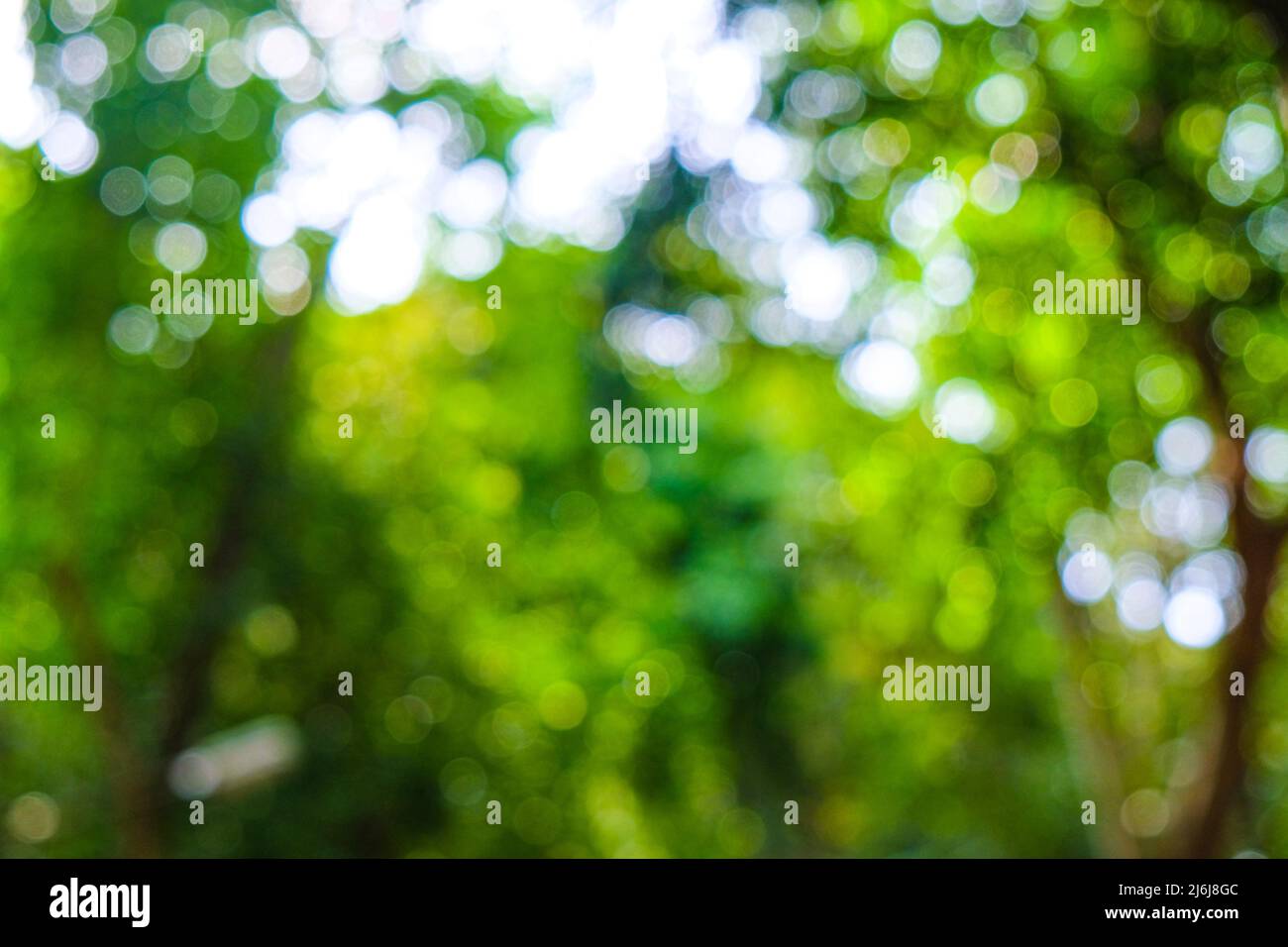 Abstract blurred green tree leaf with bokeh nature background Stock Photo - Alamy