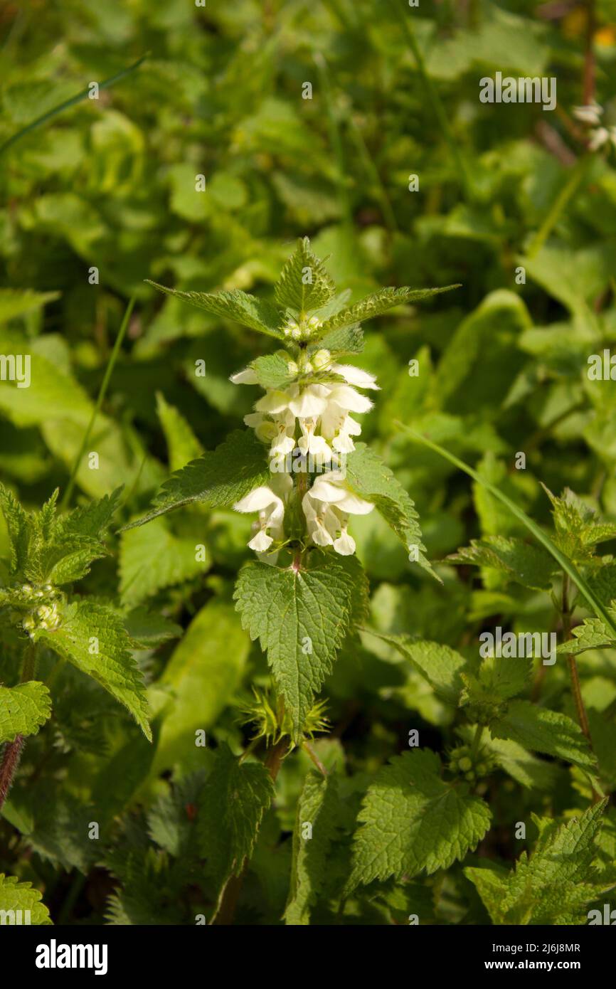 White Dead Nettle Stock Photo - Alamy