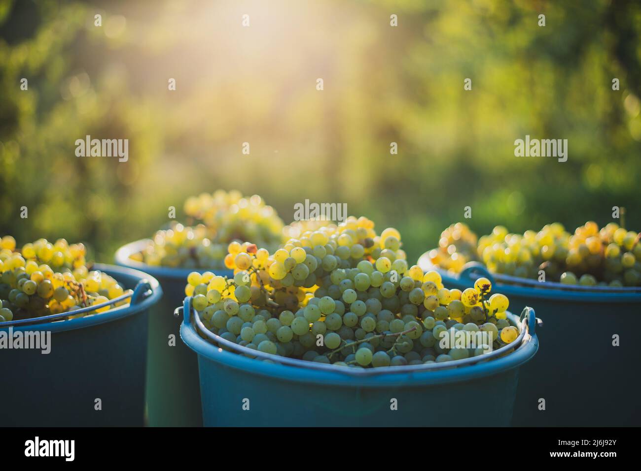 Bucket of grapes during the picking in the vineyard. Vine grapes in the ...