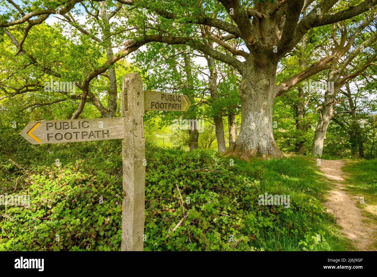 Public footpath. Wooden signpost in front of a large oak tree in a wood ...