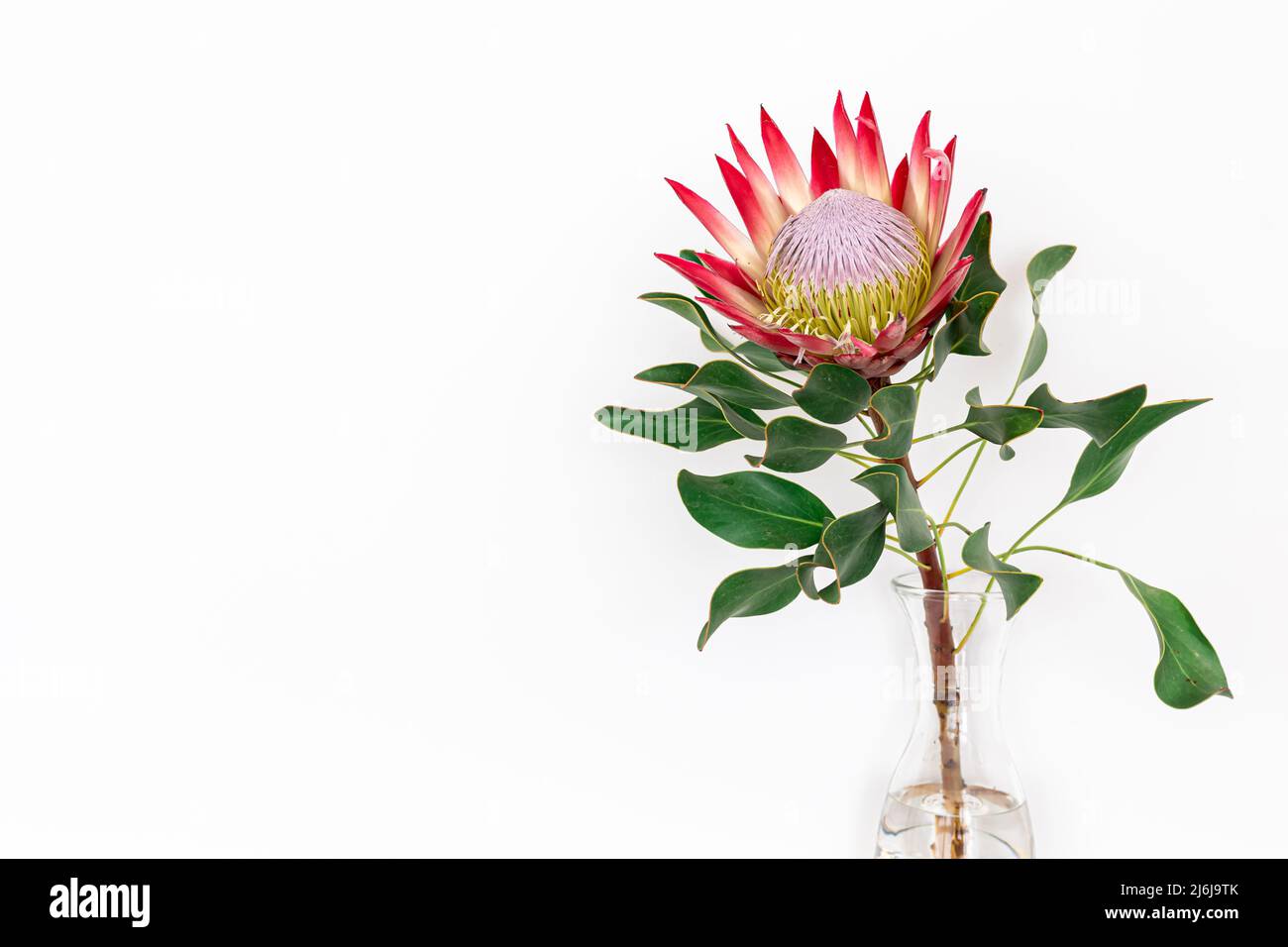 Beautiful protea flower on a white background isolated Stock Photo - Alamy