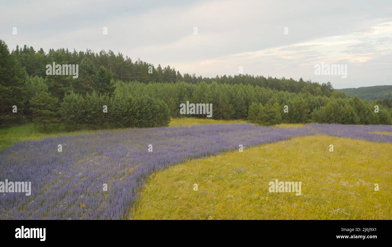 The field planted with the plant is blue cyanosis. Cornflower flowers ...