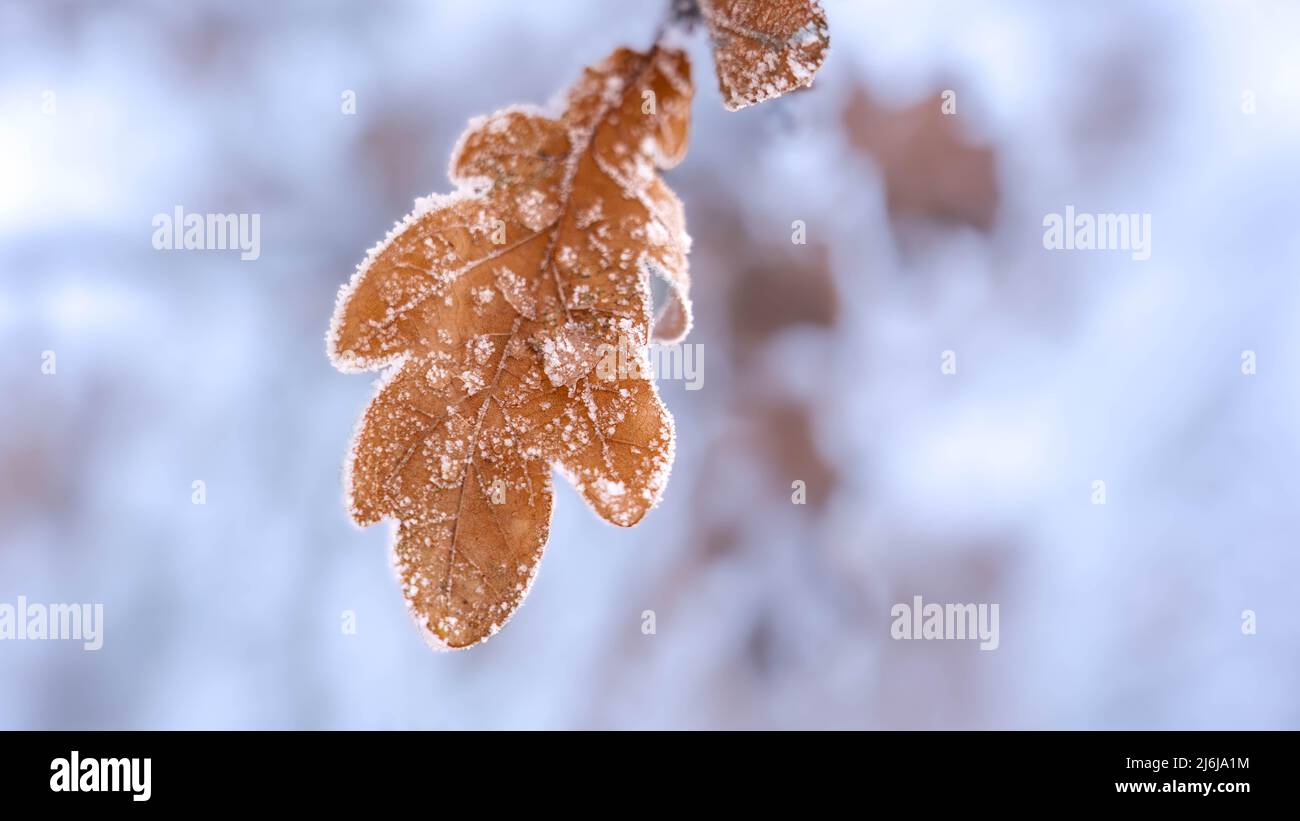 Makrofoto hi-res stock photography and images - Alamy