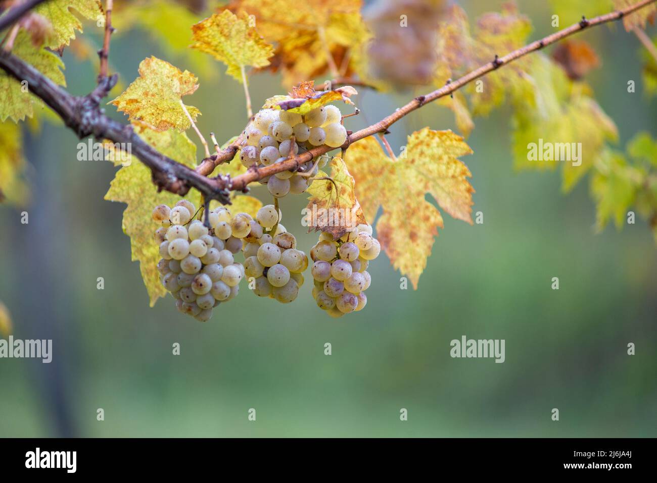 Rich grape harvest. Green Riesling grapes on the vine ready for harvest ...