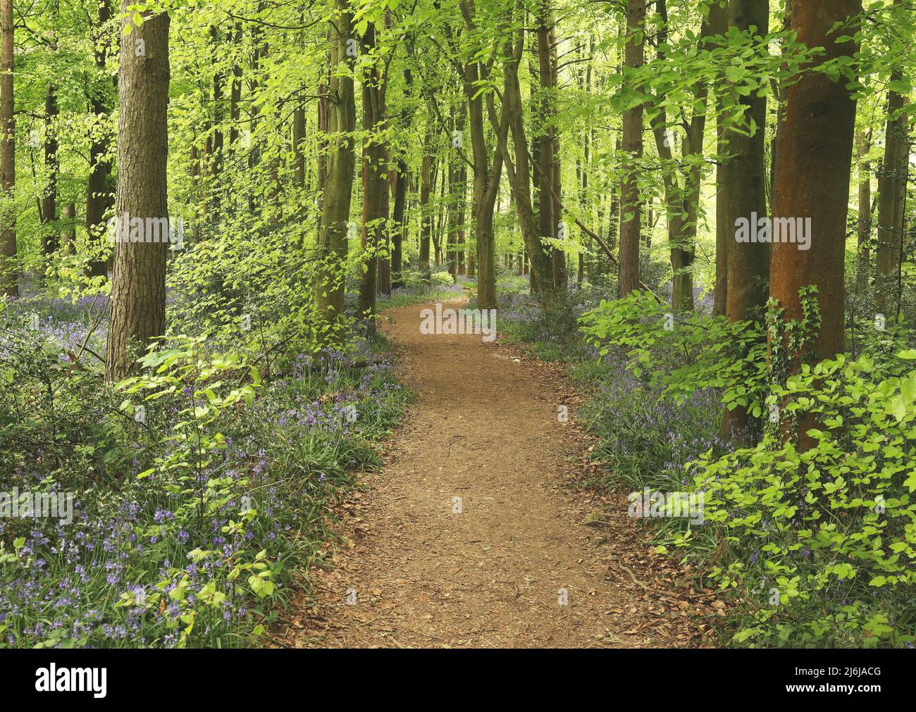 Footpath through a bluebell wood in the Chiltern Hills in South ...