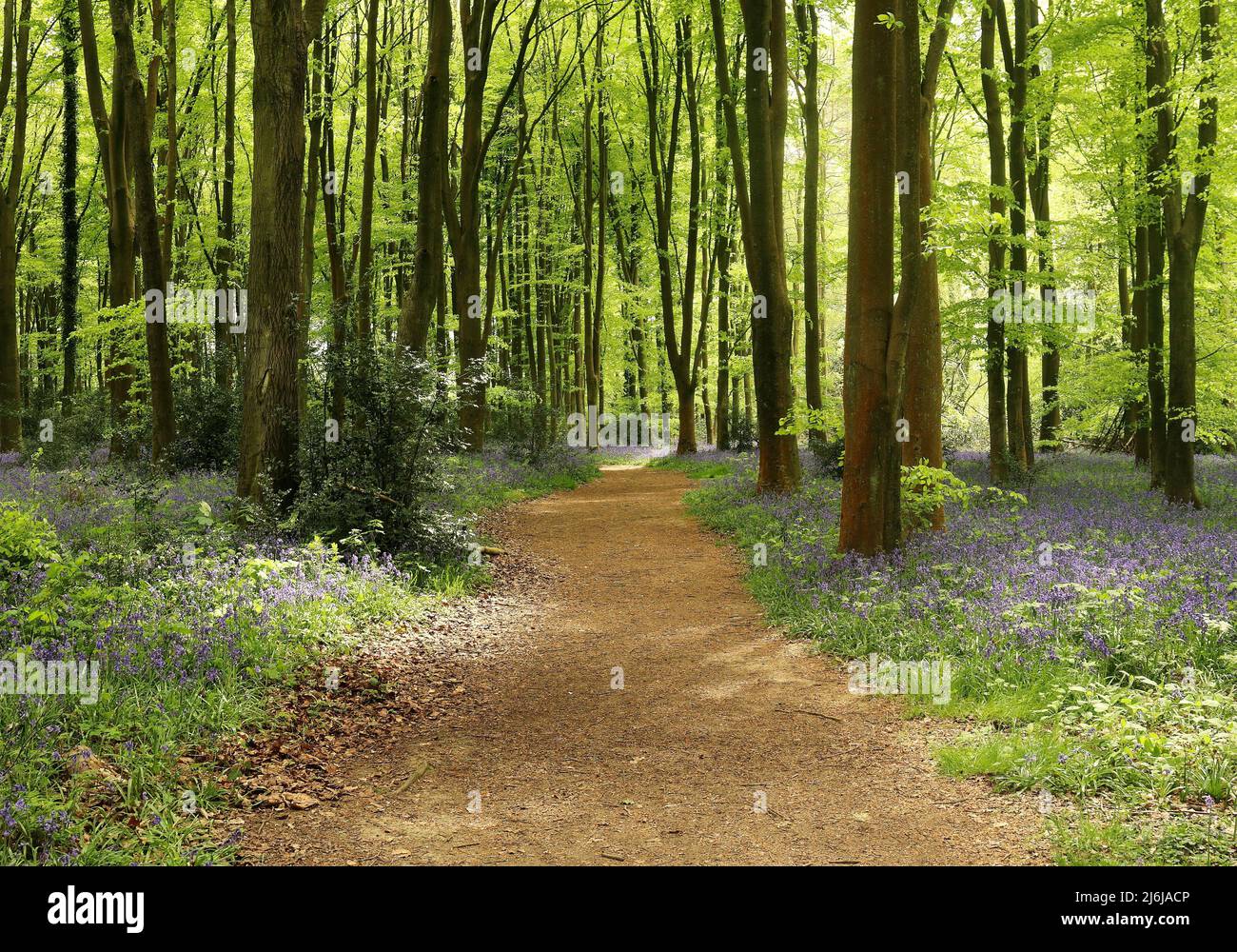 Footpath through a bluebell wood in the Chiltern Hills in South ...