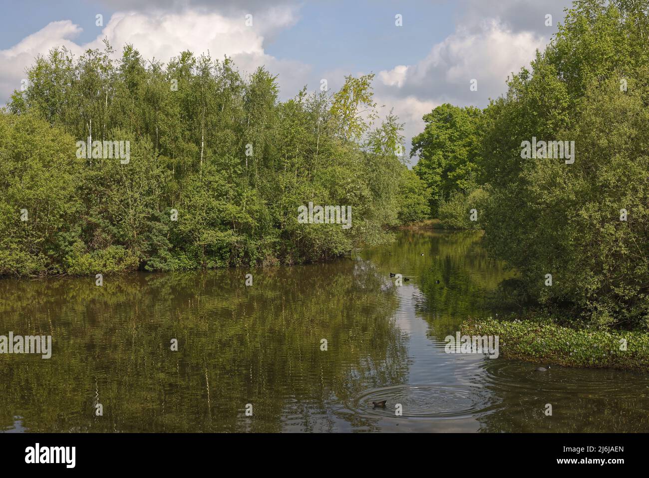 Mitcham common london uk hi-res stock photography and images - Alamy