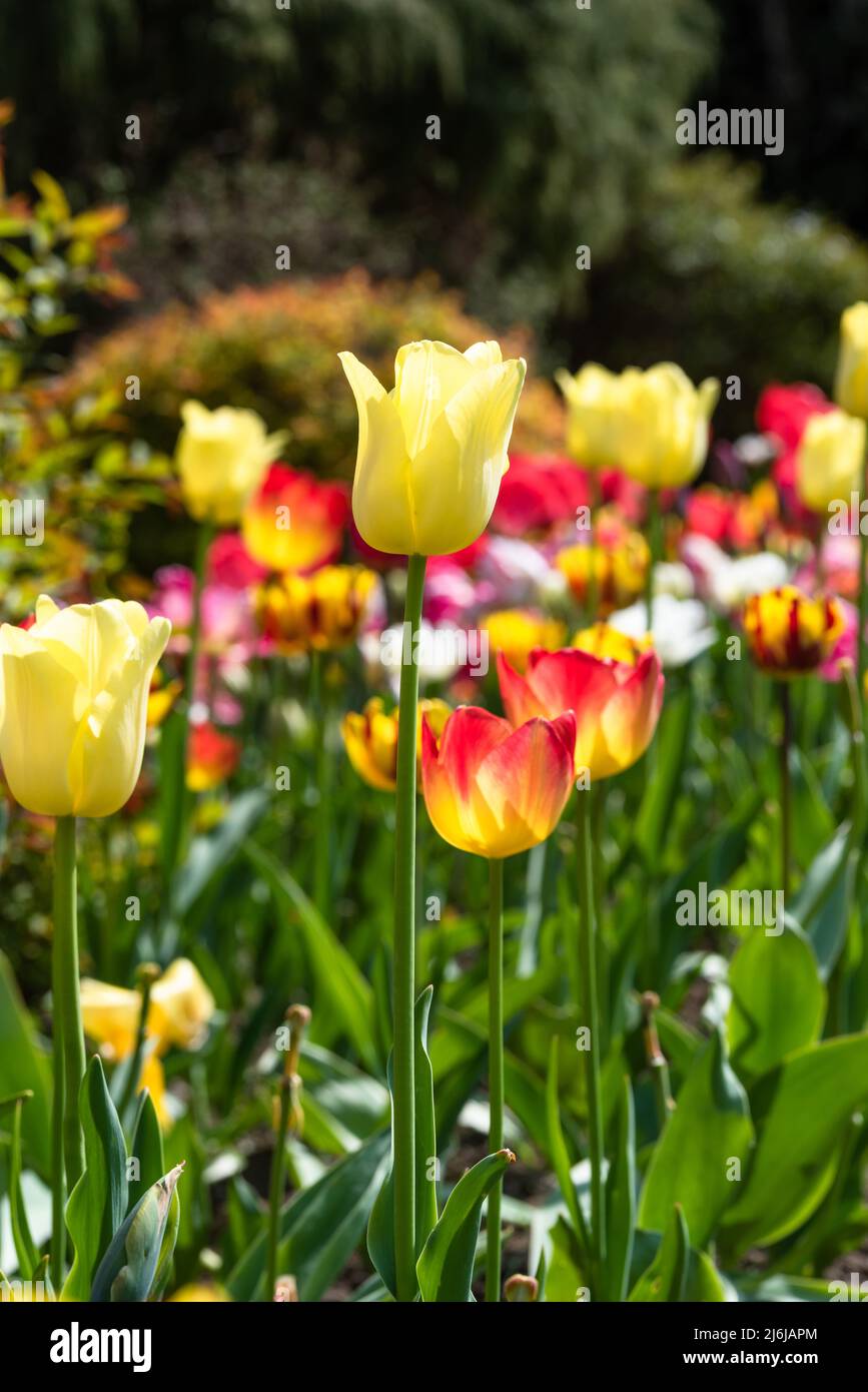 Colourful bulb display hi-res stock photography and images - Alamy