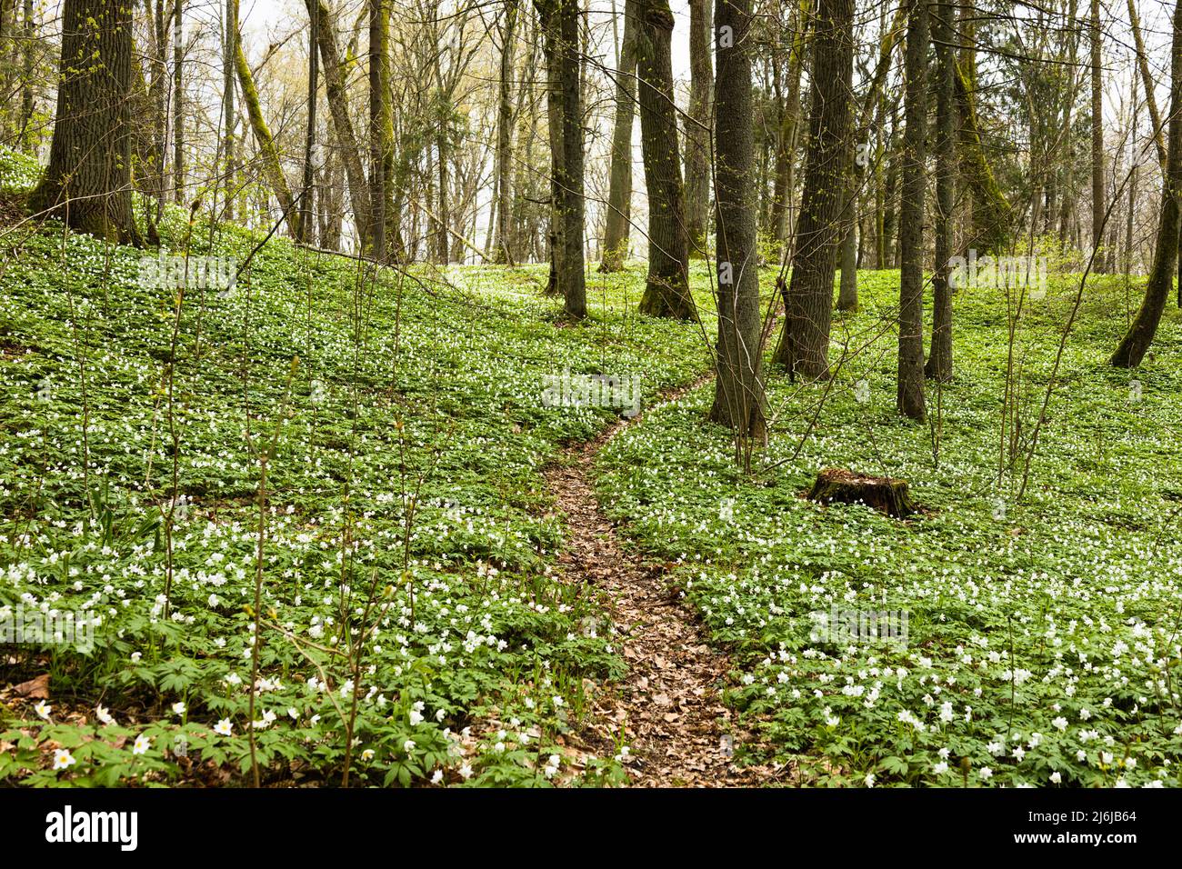 Walk path in lush and green forest in springtime Stock Photo - Alamy