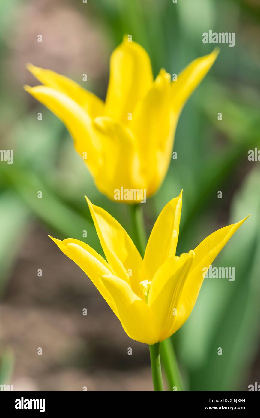 Yellow tulip flashback hi-res stock photography and images - Alamy
