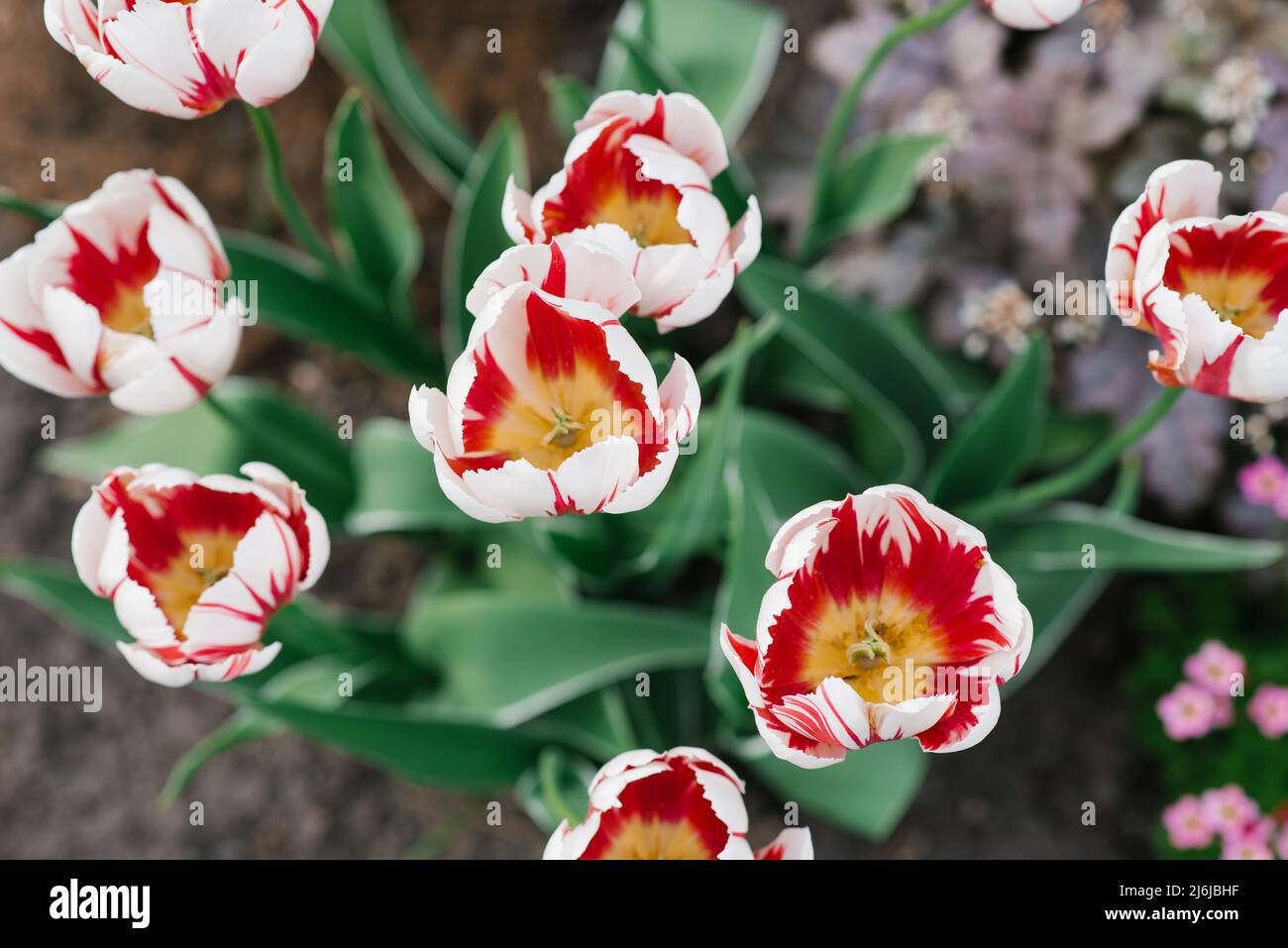 Tulip happy generation in spring in the garden Stock Photo - Alamy