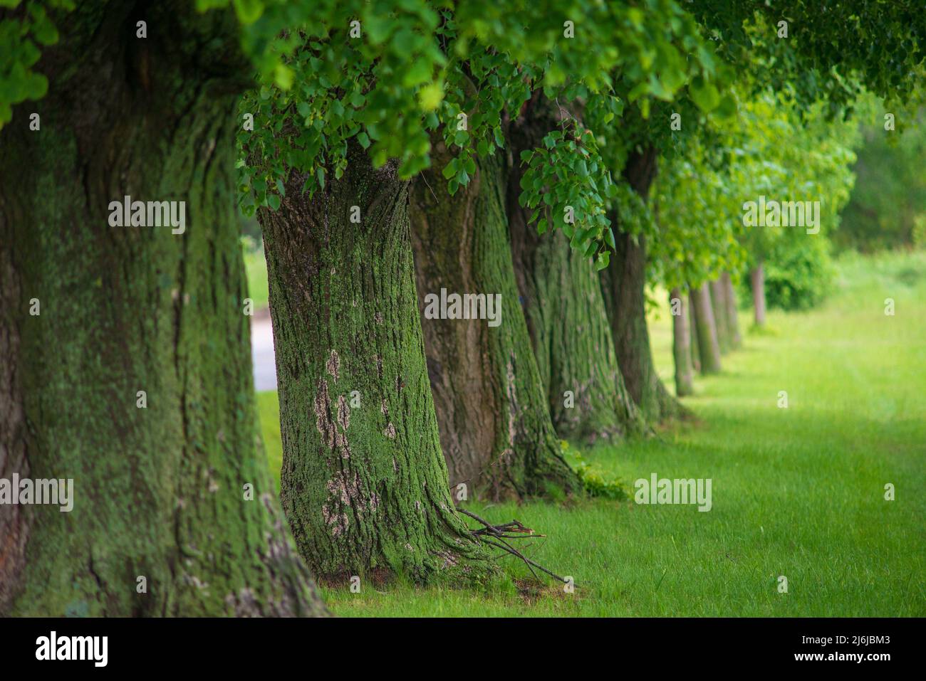 Trees in a row in the summer. Nature background Stock Photo - Alamy