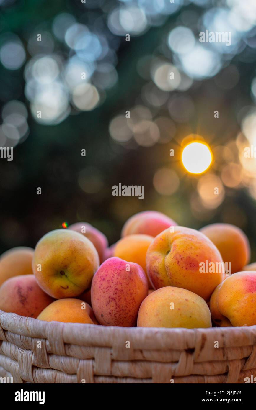 Ripe apricots on bokeh background. Apricots on the basket with natural ...