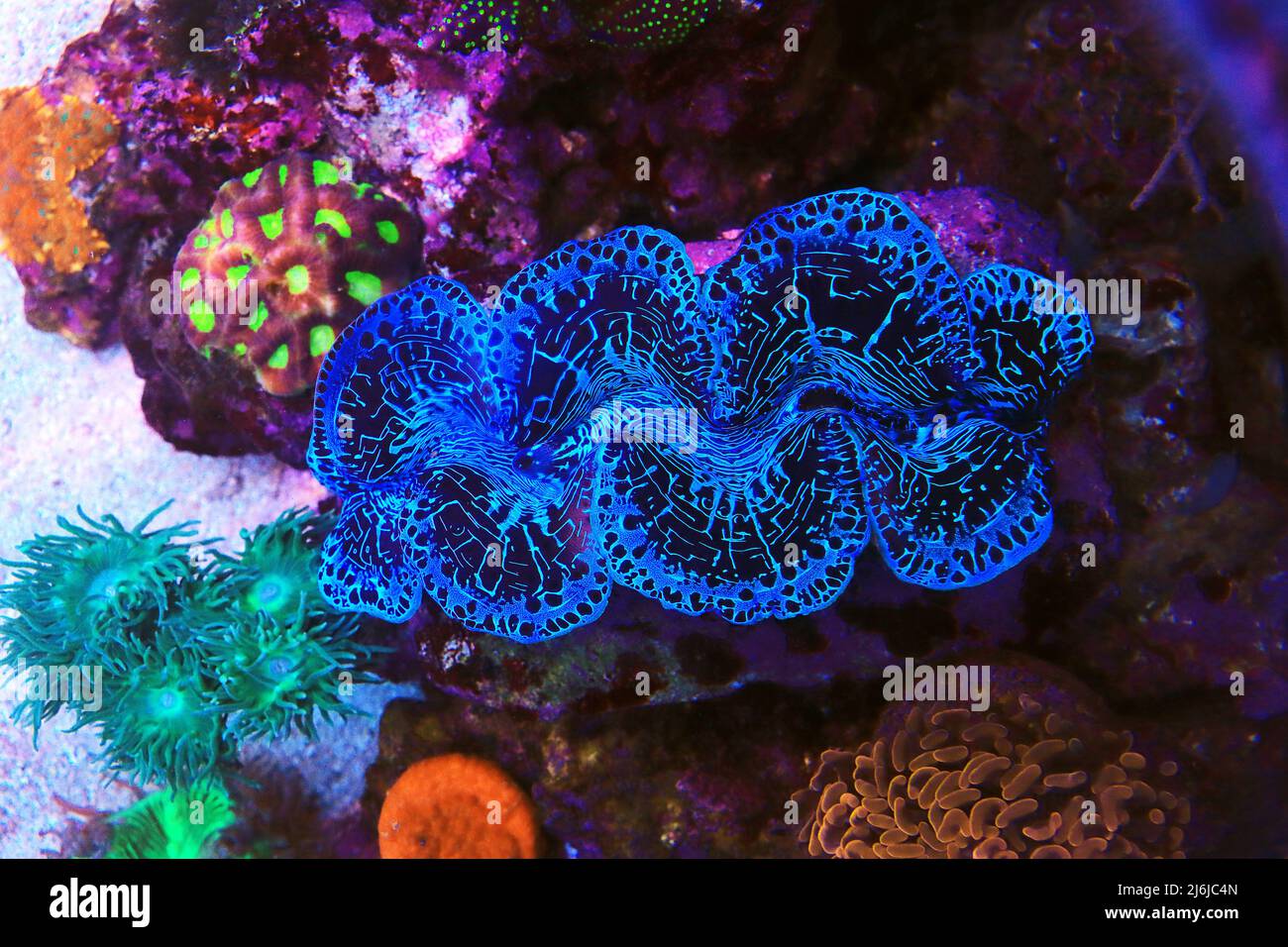 Blue specie of Tridacna Maxima clam Stock Photo - Alamy
