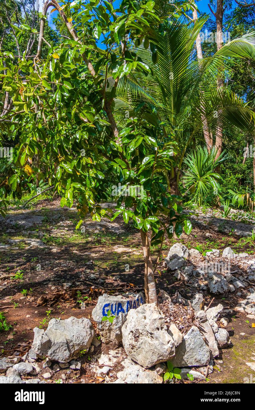 Guanabana tree hi-res stock photography and images - Alamy