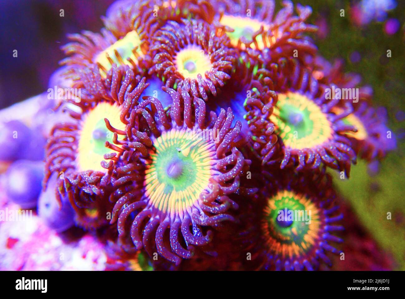 Amazing coloration on sunny D zoanthids polyps Stock Photo - Alamy