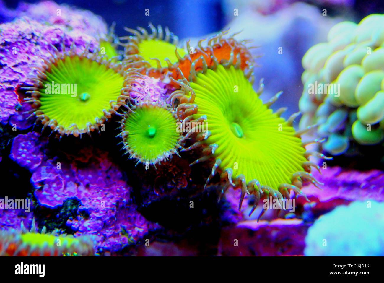 Colorful zoanthids polyps, close up photography Stock Photo - Alamy