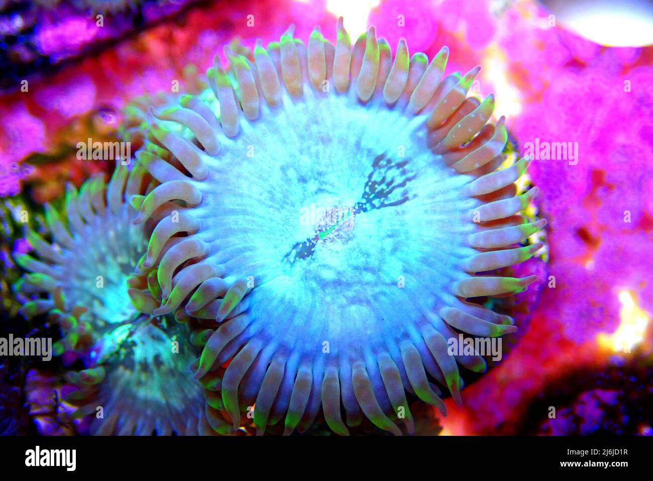 Colorful zoanthids polyps, close up photography Stock Photo - Alamy